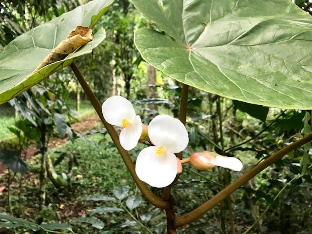 Obo Natural Park Biodiversity Trail & Lagoa Amelia | Rainbow Tours