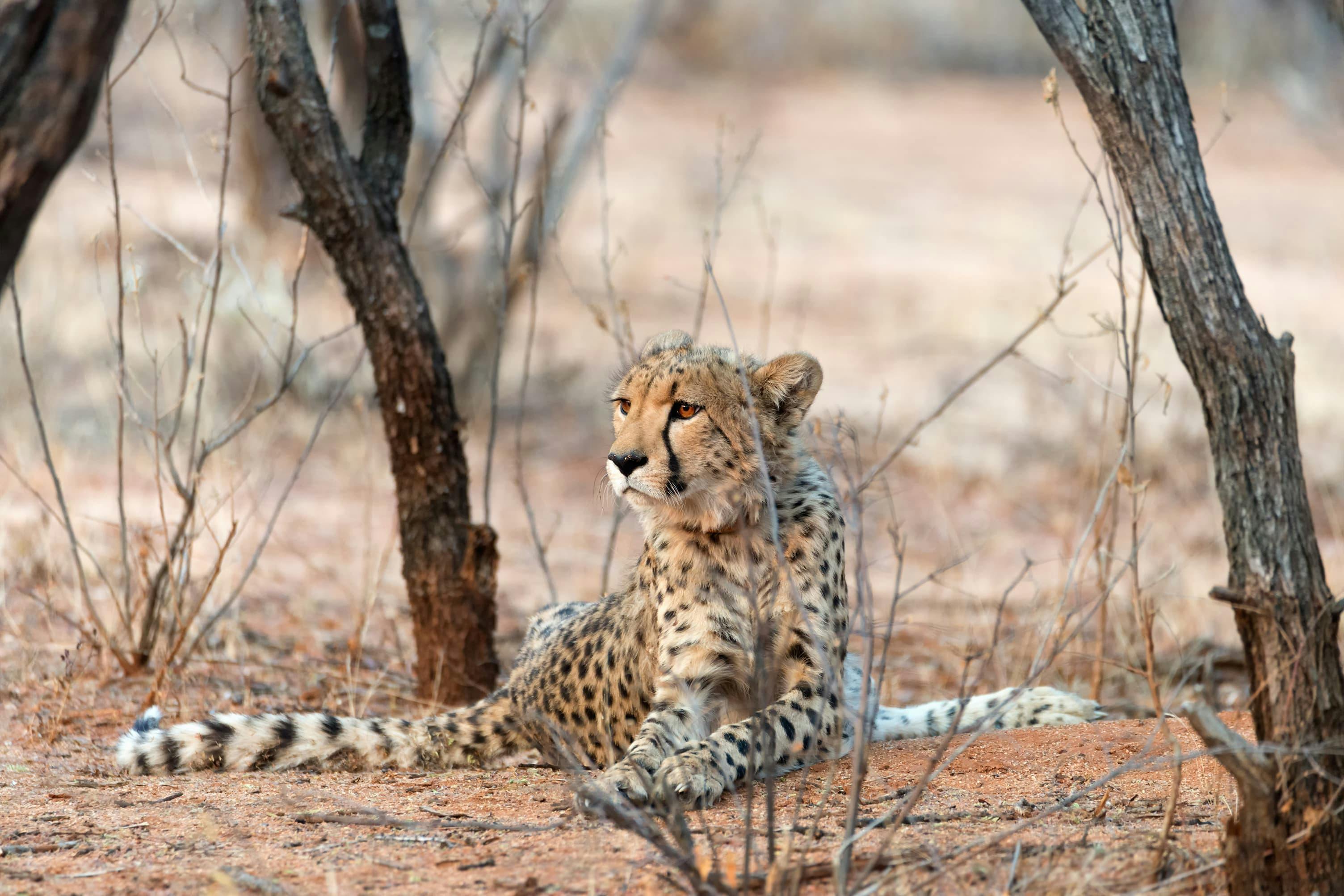 A Guide to Visiting Namibia | Why Visit Namibia | Rainbow Tours