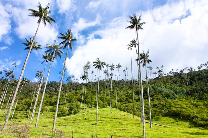 Full Day tour of Cocora Valley, Salento & Finlandia | Rainbow Tours