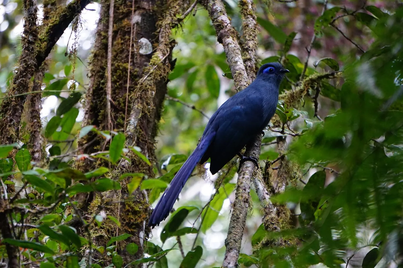 Andasibe guided rainforest walk | Rainbow Tours