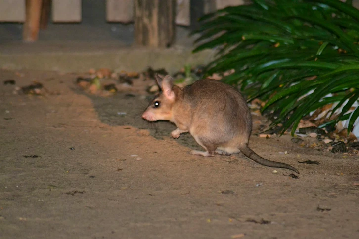 Kirindy Forest guided night walk | Rainbow Tours