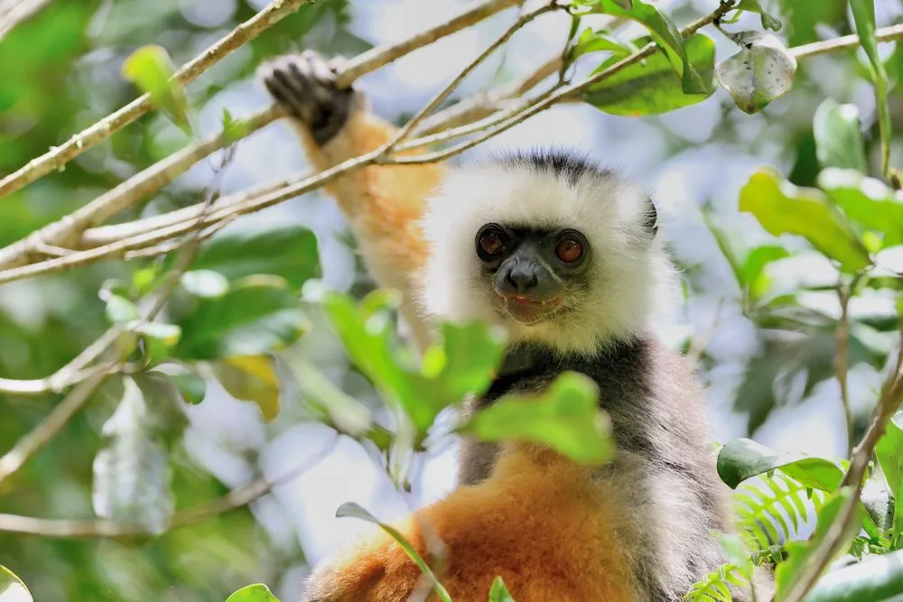 Mantadia National Park visit | Rainbow Tours