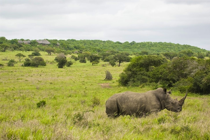 Rhino conservation with &Beyond Phinda Game Reserve Tour